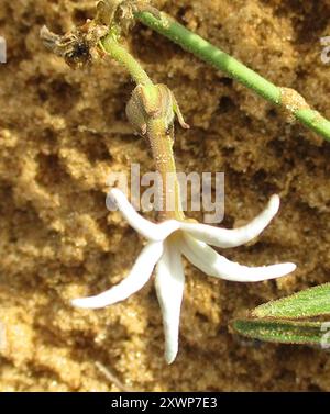 Sweet Starjasmine (Orthanthera jasminiflora), Plantae, Zambezi Region ...