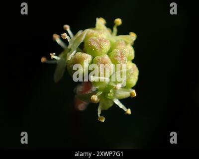 (Hydrocotyle batrachium) Plantae Stock Photo - Alamy