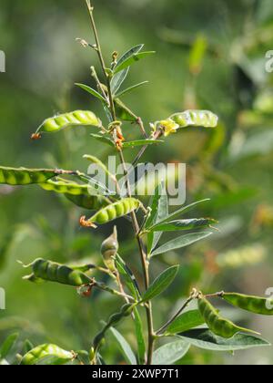 Pigeon Pea (Cajanus cajan) Plantae Stock Photo - Alamy