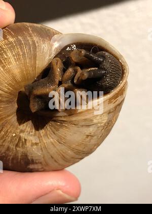 Puerto Rican Tree Snail (Caracolus caracolla) Mollusca Stock Photo - Alamy