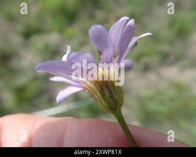 (Afroaster hispidus) Plantae Stock Photo - Alamy