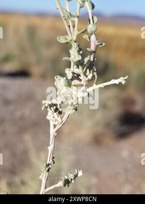 Cattle Saltbush (Atriplex polycarpa) Plantae Stock Photo - Alamy