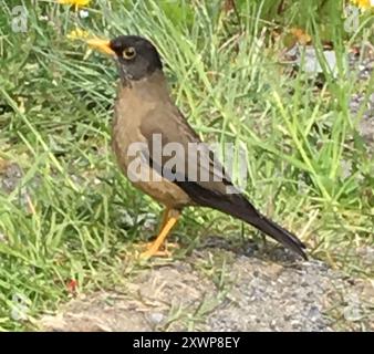 Austral Thrush (Turdus falcklandii), Aves, Ushuaia, Tierra del Fuego ...