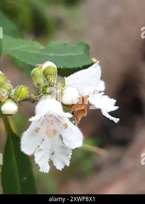 Christmas Bush (Prostanthera lasianthos) Plantae Stock Photo - Alamy