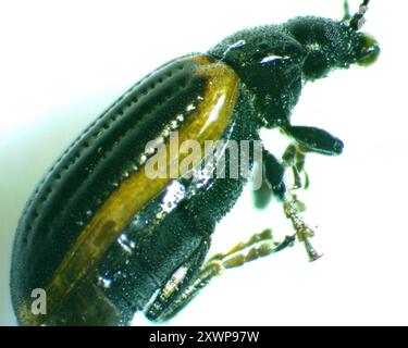 Yellow-margined Leaf Beetle (Microtheca ochroloma) Insecta Stock Photo ...