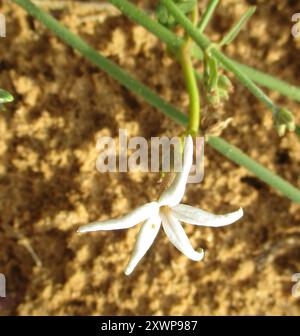Sweet Starjasmine (Orthanthera jasminiflora), Plantae, Zambezi Region ...