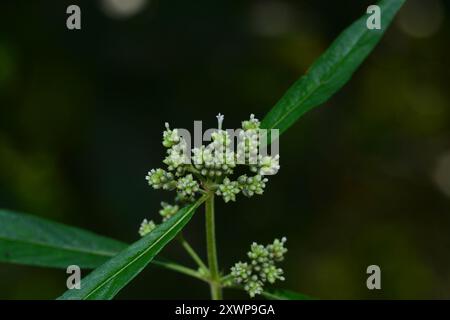 (Knoxia sumatrensis) Plantae Stock Photo - Alamy