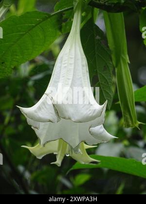 night bells (Brugmansia suaveolens), Plantae, 台灣桃園市 Stock Photo - Alamy