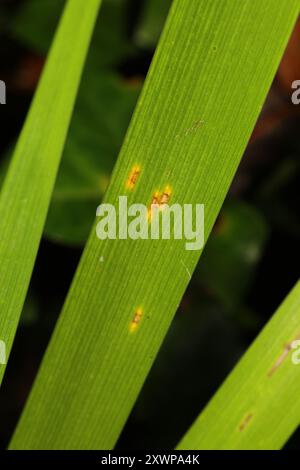 iris rust (Puccinia iridis) Fungi Stock Photo - Alamy