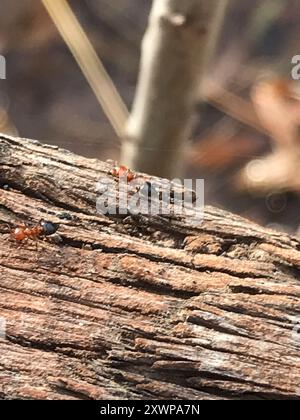 Shiny Acrobat Ant (Crematogaster laeviuscula) Insecta Stock Photo - Alamy