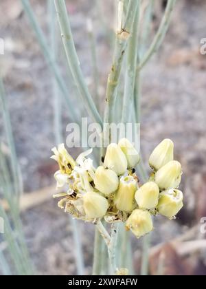 rush milkweed (Asclepias subulata), Plantae, Loreto, MX-BS, MX Stock ...