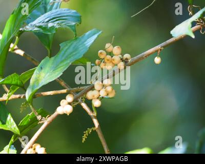 Japanese Maesa (Maesa japonica) Plantae Stock Photo - Alamy