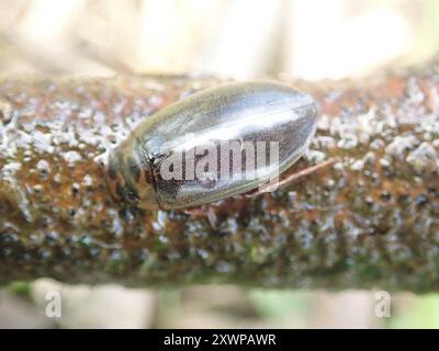 Cosmopolitan Diving Beetle (Rhantus suturalis Stock Photo - Alamy
