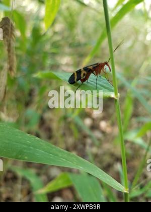 Nuptial Scorpionfly (Panorpa nuptialis) Insecta Stock Photo - Alamy