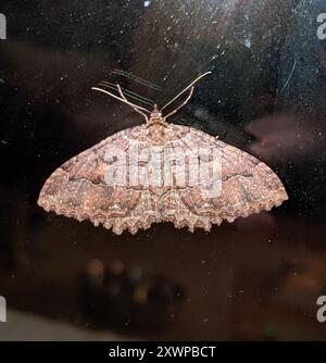Tissue Moth (Triphosa haesitata) Insecta Stock Photo - Alamy