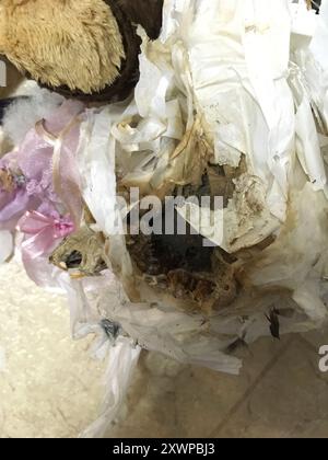 Mice, Rats, and Hamsters (Myomorpha) Mammalia Stock Photo - Alamy