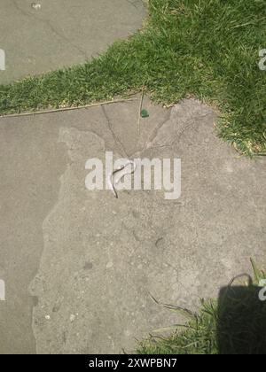Darwin's Ringed Worm Lizard (Amphisbaena darwinii Stock Photo - Alamy