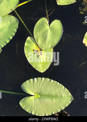 spatterdock (Nuphar advena) Plantae Stock Photo - Alamy