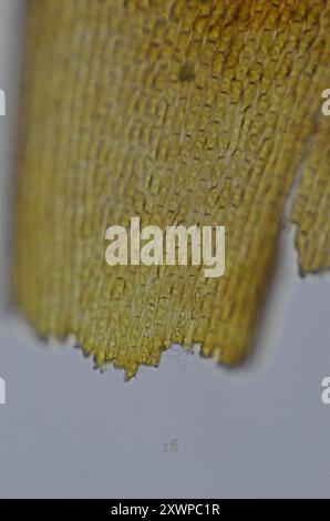 Black Rock Moss (Andreaea rupestris) Plantae Stock Photo - Alamy