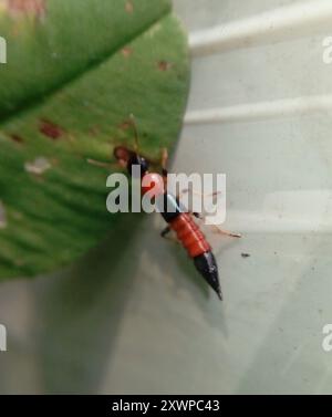 Whiplash Beetles (Paederus) Insecta Stock Photo - Alamy