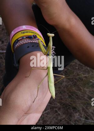Larger Florida Mantis (Stagmomantis floridensis) Insecta Stock Photo ...
