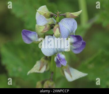 Blue Rattlepod (Crotalaria verrucosa) Plantae Stock Photo - Alamy