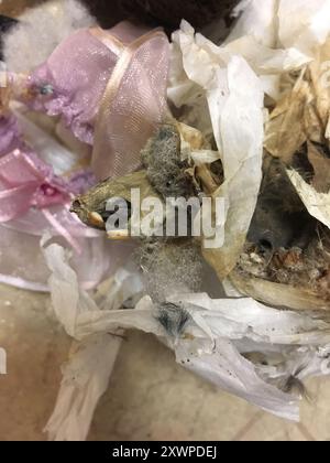 Mice, Rats, and Hamsters (Myomorpha) Mammalia Stock Photo - Alamy