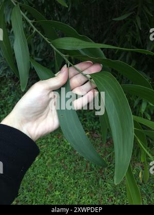 Earpod Wattle (Acacia auriculiformis) Plantae Stock Photo - Alamy