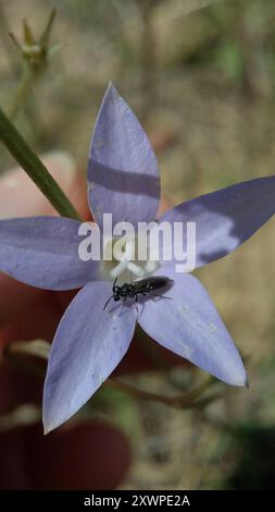 Pergid Sawflies (Pergidae) Insecta Stock Photo - Alamy