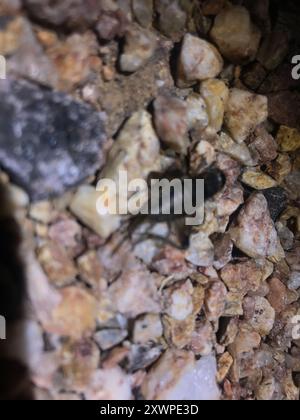 True Crickets (Gryllidae) Insecta Stock Photo - Alamy