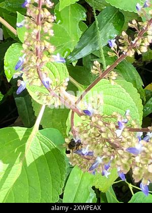 Hullworts (Coleus) Plantae Stock Photo - Alamy