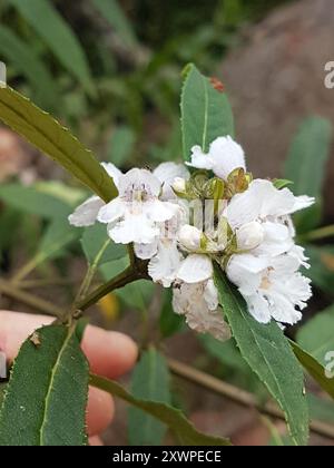 Christmas Bush (Prostanthera lasianthos) Plantae Stock Photo - Alamy