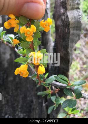 Magellan Barberry (Berberis microphylla) Plantae Stock Photo - Alamy