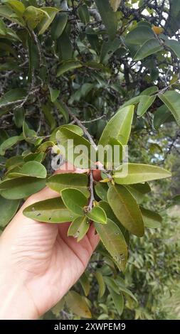 Lama (Diospyros sandwicensis) Plantae Stock Photo - Alamy