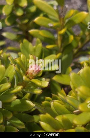 snow totara (Podocarpus nivalis), Plantae, Aoraki/Mount Cook National ...