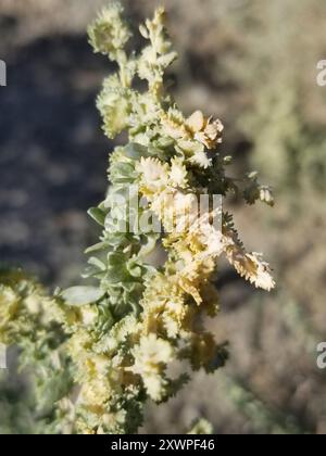 Cattle Saltbush (Atriplex polycarpa) Plantae Stock Photo - Alamy