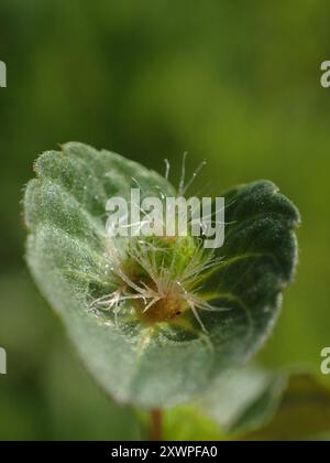 Asian Copperleaf (Acalypha australis) Plantae Stock Photo - Alamy