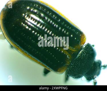 Yellow-margined Leaf Beetle (Microtheca ochroloma) Insecta Stock Photo ...