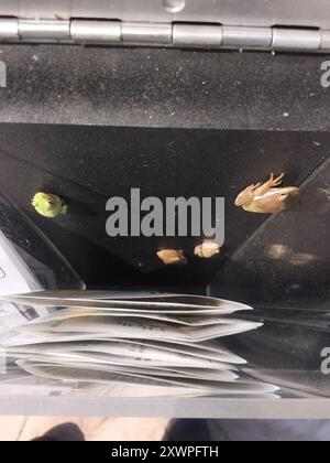 Tree Frogs and Allies (Hylidae) Amphibia Stock Photo - Alamy