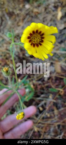 Common Madia (Madia elegans) Plantae Stock Photo - Alamy