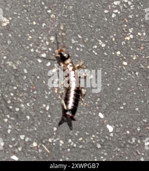 Ring-legged Earwig (Euborellia annulipes) Insecta Stock Photo - Alamy