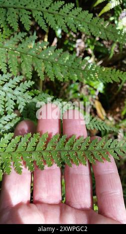 palapalai (Microlepia setosa setosa) Plantae Stock Photo - Alamy