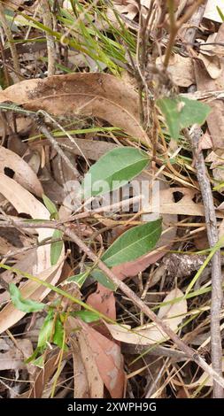 forest olive (Notelaea ovata) Plantae Stock Photo - Alamy
