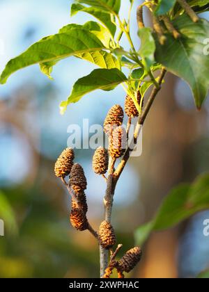Alnus formosana Alnus formosana Stock Photo - Alamy