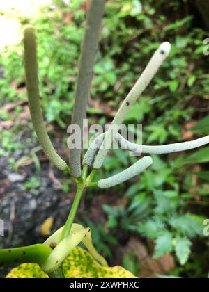 pariparoba (Piper peltatum) Plantae Stock Photo - Alamy