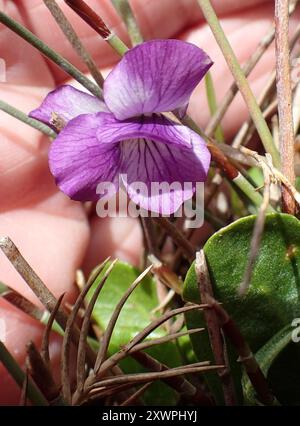 Mountain Violet (Viola betonicifolia) Plantae Stock Photo - Alamy