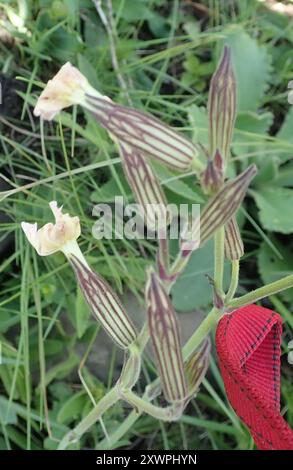 African dream root (Silene undulata) Plantae Stock Photo - Alamy