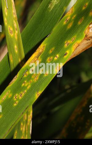 iris rust (Puccinia iridis) Fungi Stock Photo - Alamy