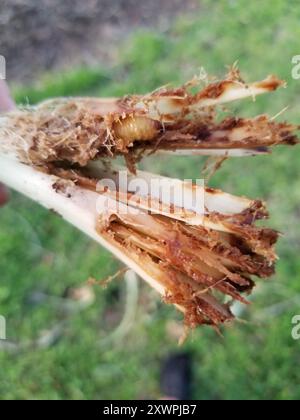 Mexican Bromeliad Weevil (Metamasius callizona) Insecta Stock Photo - Alamy