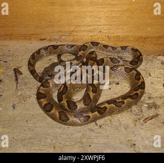 Ashmead's Banded Cat-eyed Snake (Leptodeira ashmeadii Stock Photo - Alamy